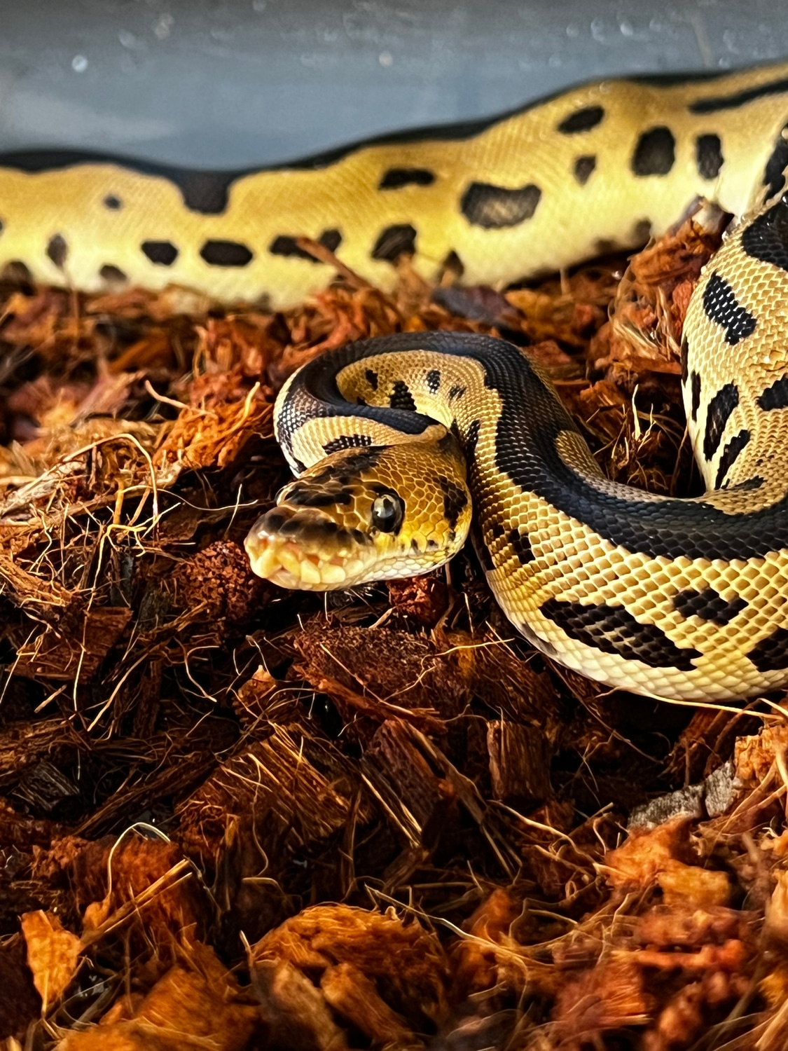 Leo Clown Het Pied Ball Python by Lovera Exotics - MorphMarket