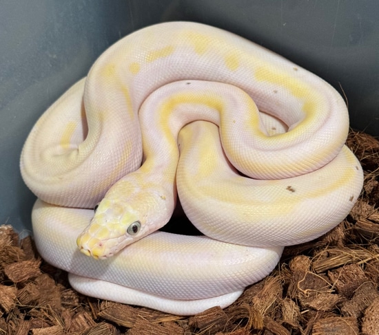 Cow Het Anthrax Reticulated Python by Lovera Exotics
