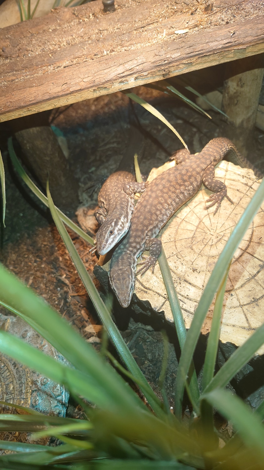 CB22 Ackie Monitors Spiny-Tailed Monitor by N&M Reptiles - MorphMarket