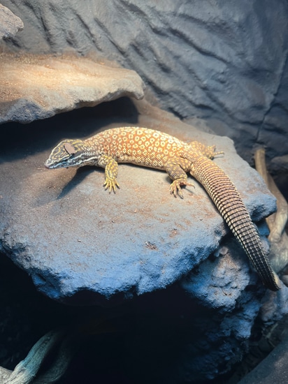 Breeding Pair Of Ackie Monitors by Nicks exotics