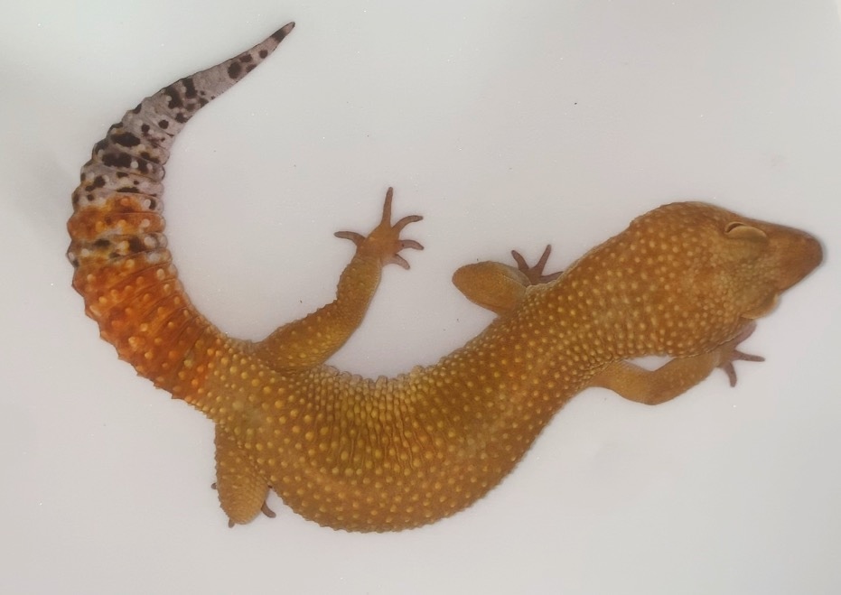 Super Hypo Tangerine Carrot Tail Baldy Leopard Gecko by Scales n Tails ...