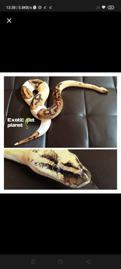 Male Proven Albino Paradox Pied Ball Python by Exotic Pet Planet