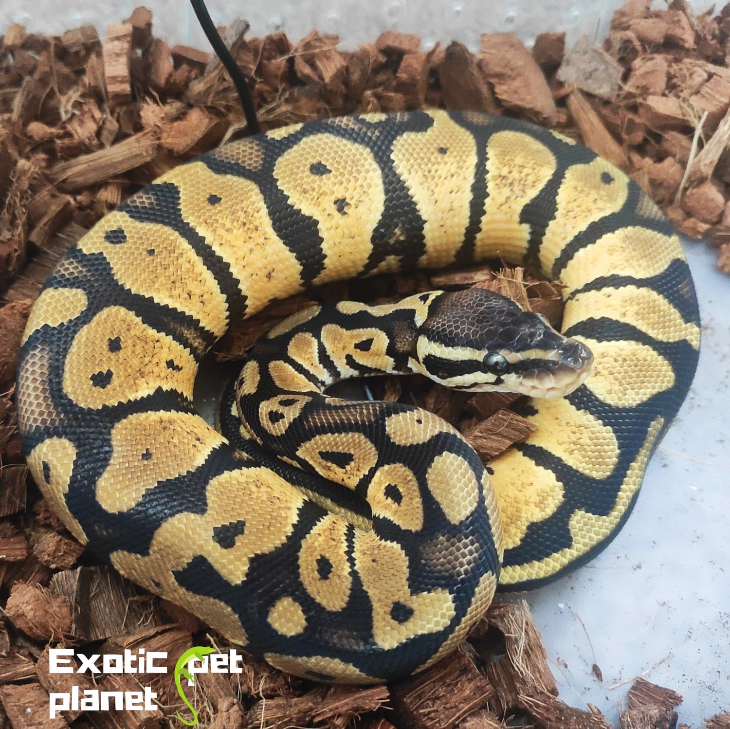 Pastel Het Pied Ball Python by Exotic Pet Planet - MorphMarket