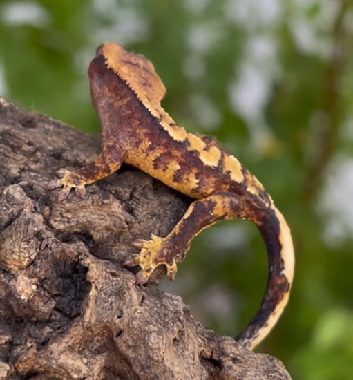 Red/yellow Extreme Harley Crested Gecko by The Fancy Gecko