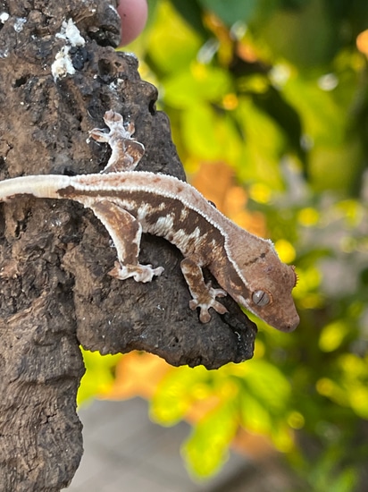 Lilly White Crested Gecko by The Fancy Gecko