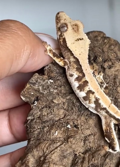 Lilly White Crested Gecko by The Fancy Gecko