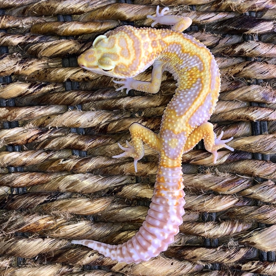 Bold Tangerine Tremper Leopard Gecko by Northern Nevada Leopard Geckos