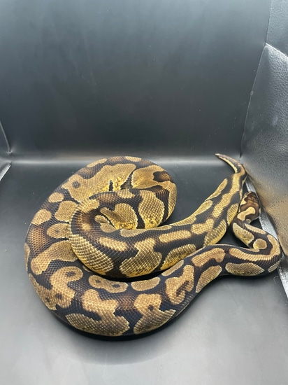 21 Proven Breeder Female Pastel Enchi 1864g Ball Python by No Limit Pythons