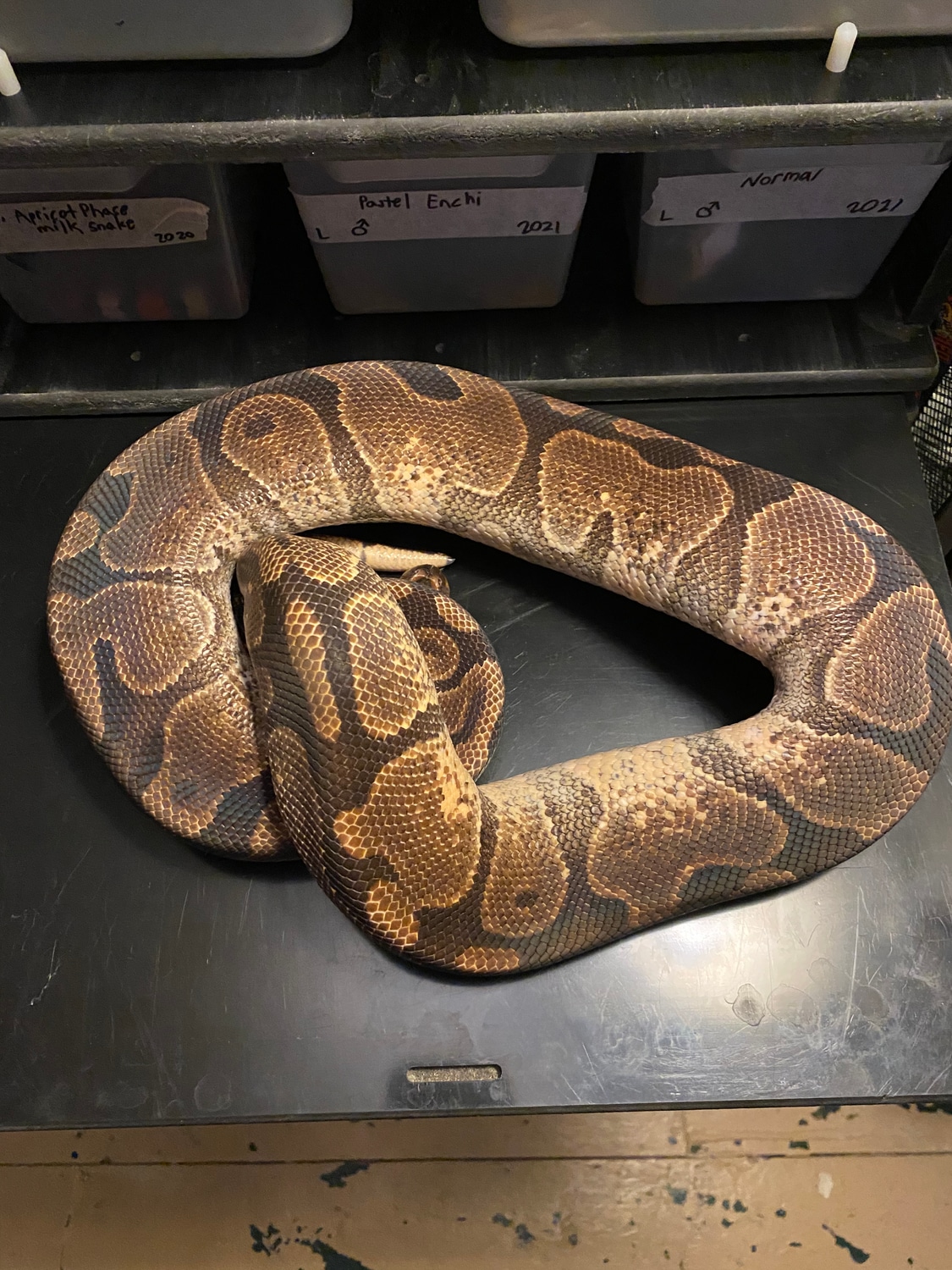 Enchi Ball Python by Extravagant Exotics - MorphMarket
