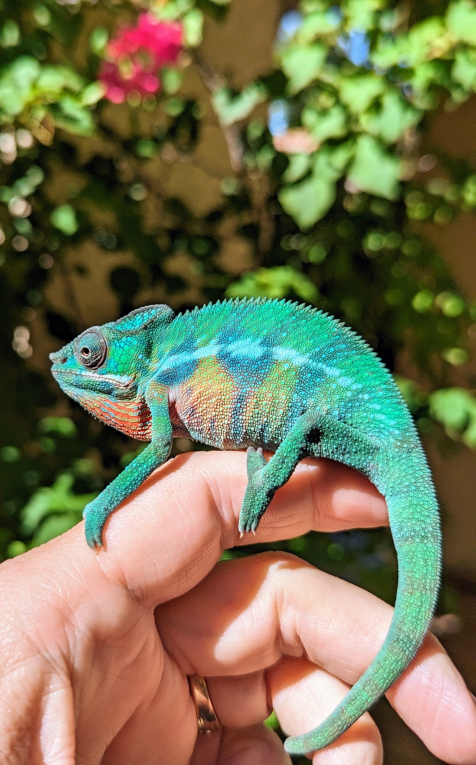 4mo YBBB Male Panther Chameleon by ExoHue Exotics - MorphMarket