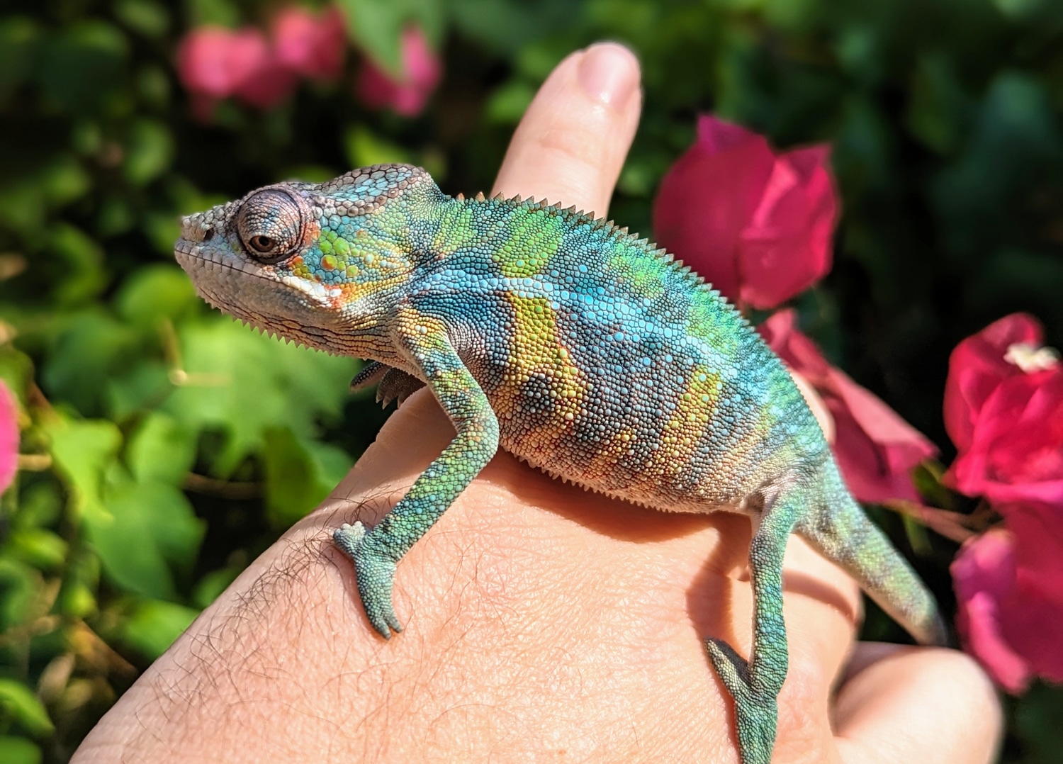High Yellow YBBB Panther Chameleon by ExoHue Exotics - MorphMarket