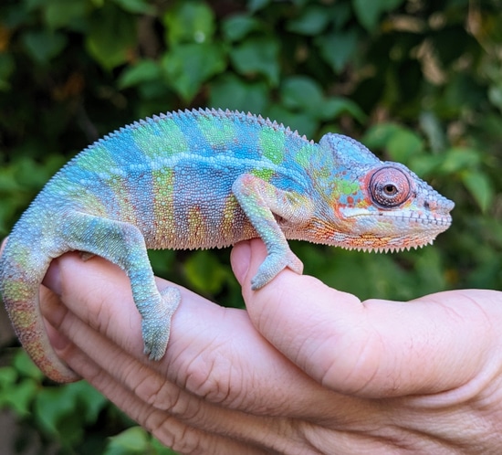 Gorgeous YBBB Male Panther Chameleon by ExoHue Exotics