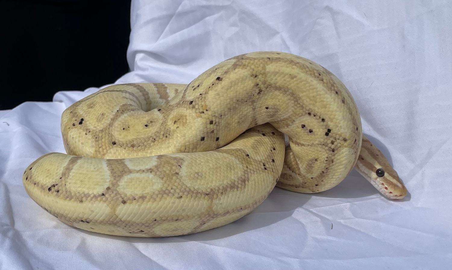 Banana Het Clown Ball Python by Green Dragon Exotics - MorphMarket