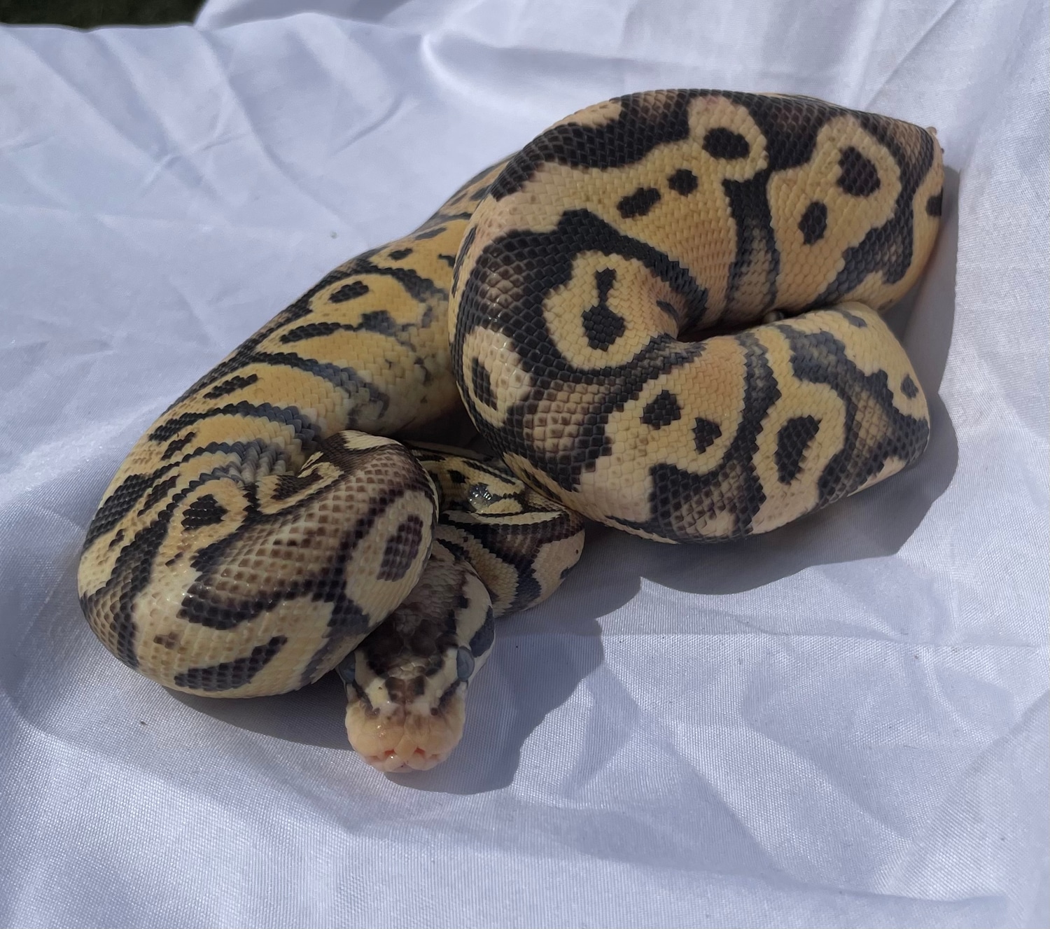 Pastel Fire Leopard Het Clown Ball Python by Green Dragon Exotics ...