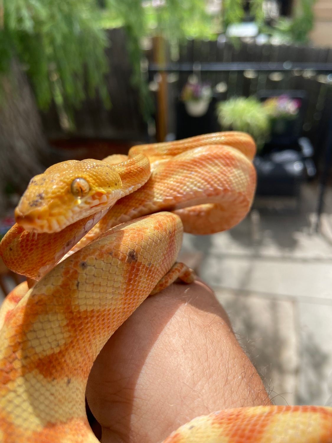 Uscb Amazon Tree Boa by Steve’s exotics - MorphMarket