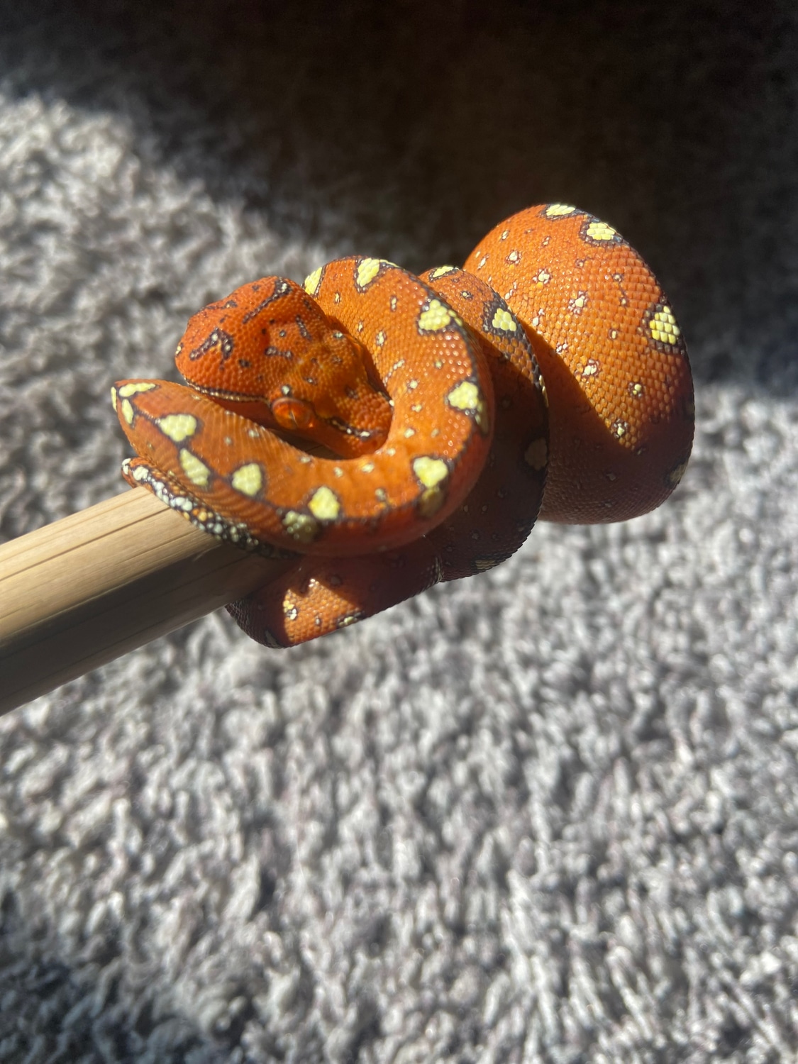 USCBB ARU+biak Green Tree Python by Steve’s exotics - MorphMarket