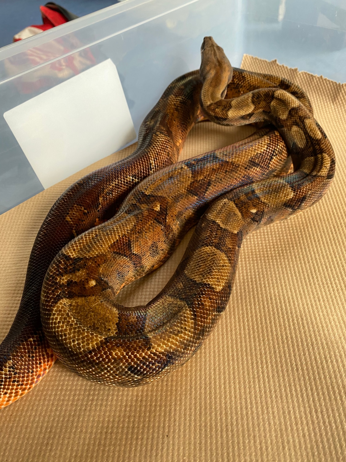 Hypo 100% Het Sharp Sunglow Blood Boa Constrictor by Noah’s Boas ...