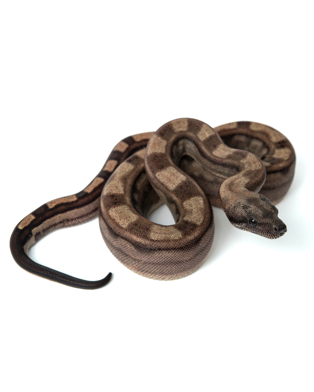 Motley RLT Het Snow Boa Constrictor by Noah’s Boas - MorphMarket