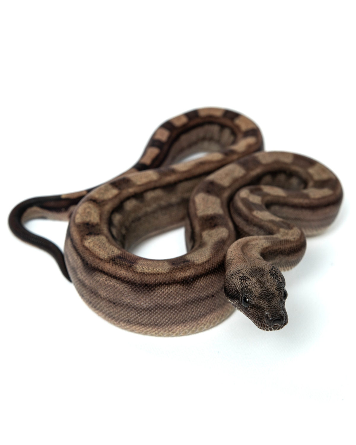 Motley RLT Het Snow Boa Constrictor by Noah’s Boas - MorphMarket