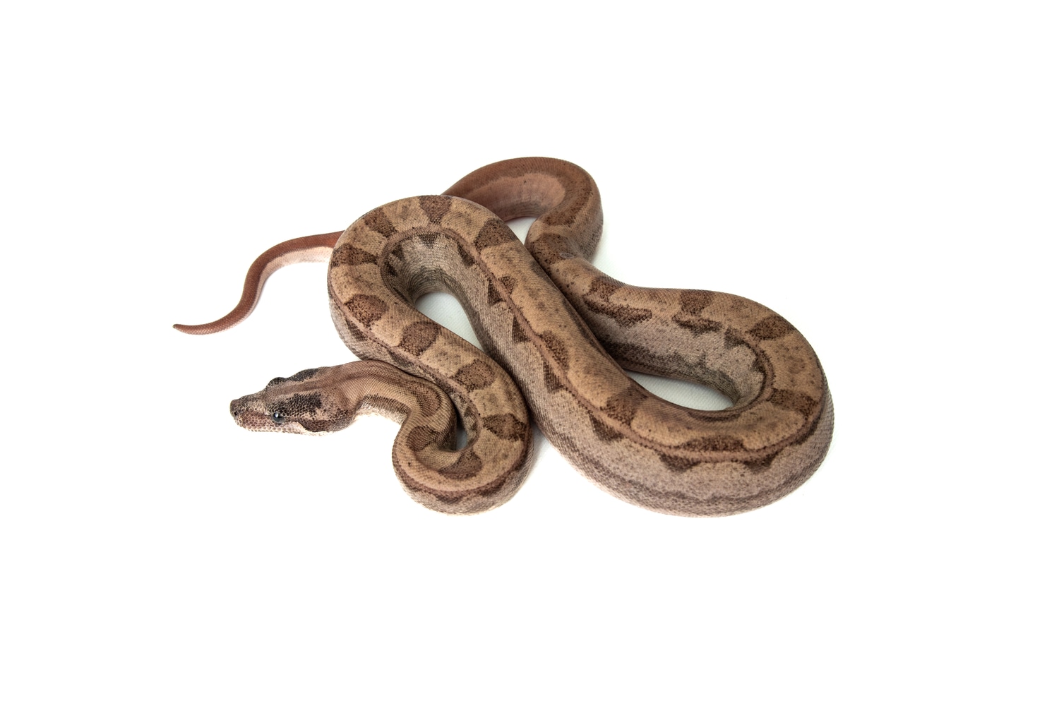 Ghost Motley RLT 100% Het Kahl Boa Constrictor by Noah’s Boas - MorphMarket