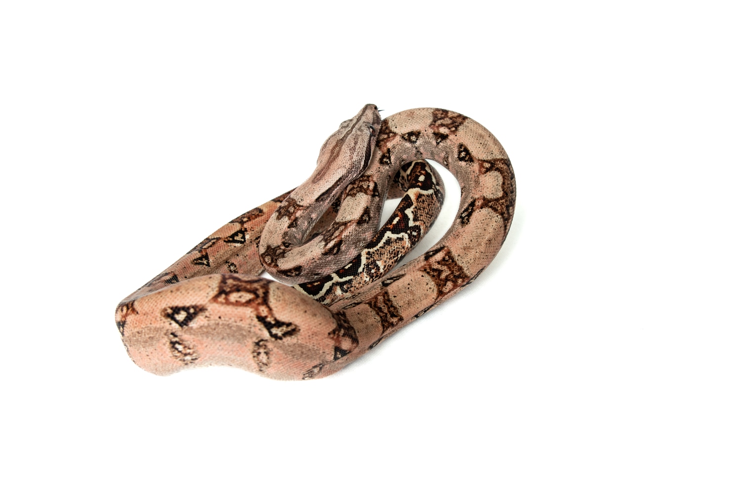 Normal 100% Het Kahl (Coral Maker) Boa Constrictor by Noah’s Boas ...