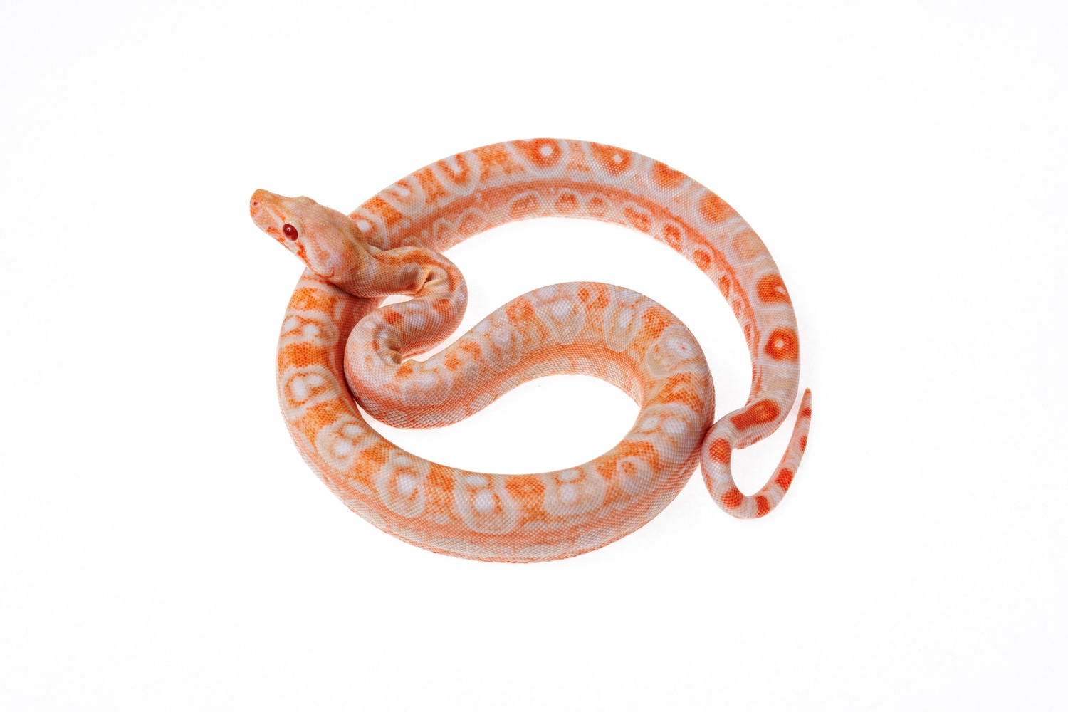 Albino Leopard Boa Constrictor by Noah’s Boas - MorphMarket