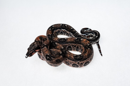 Leopard 100% Het Albino (Kahl) Boa Constrictor by Noah’s Boas