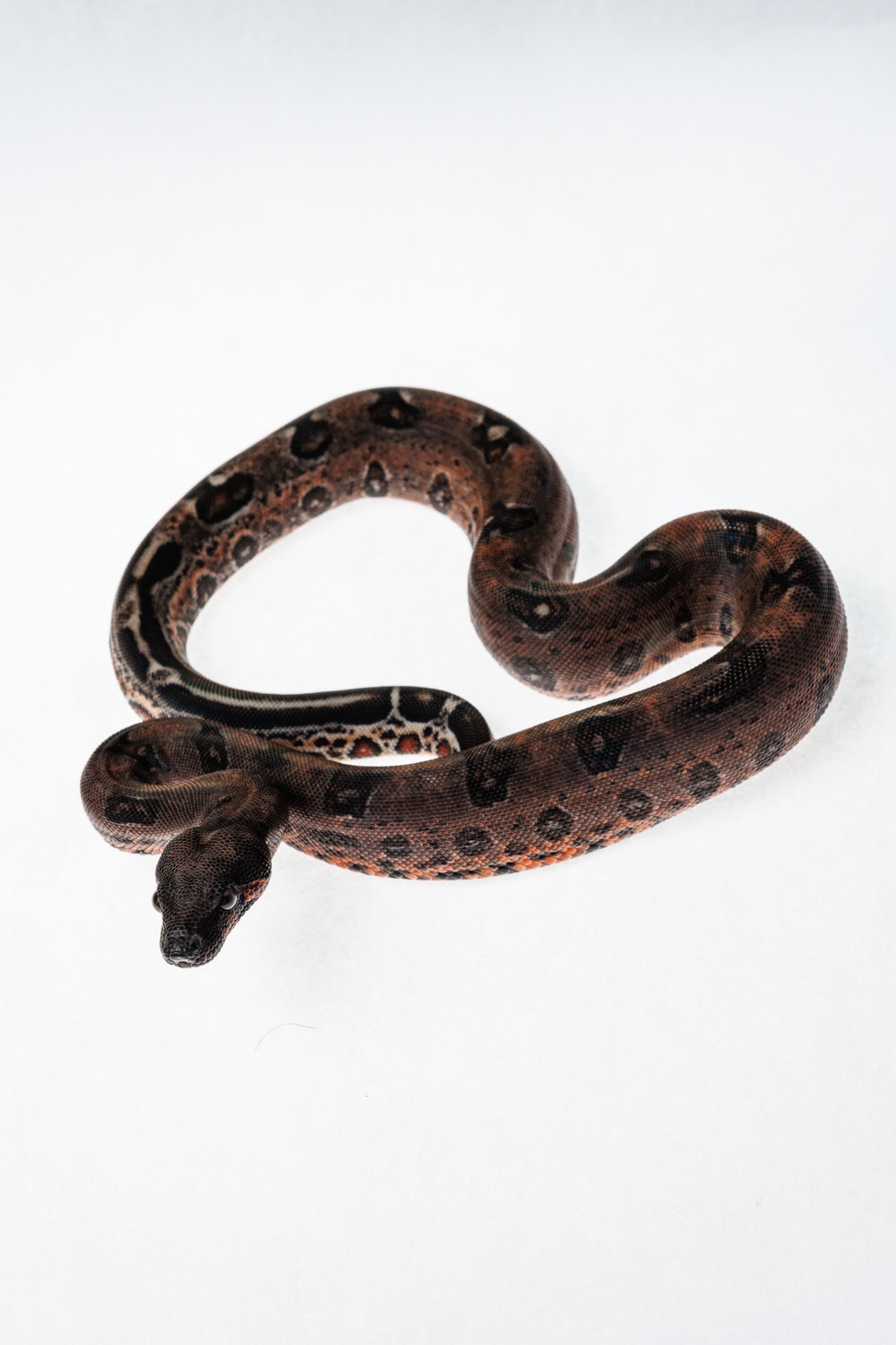 Leopard 100% Het Albino (Kahl) Boa Constrictor by Noah’s Boas - MorphMarket