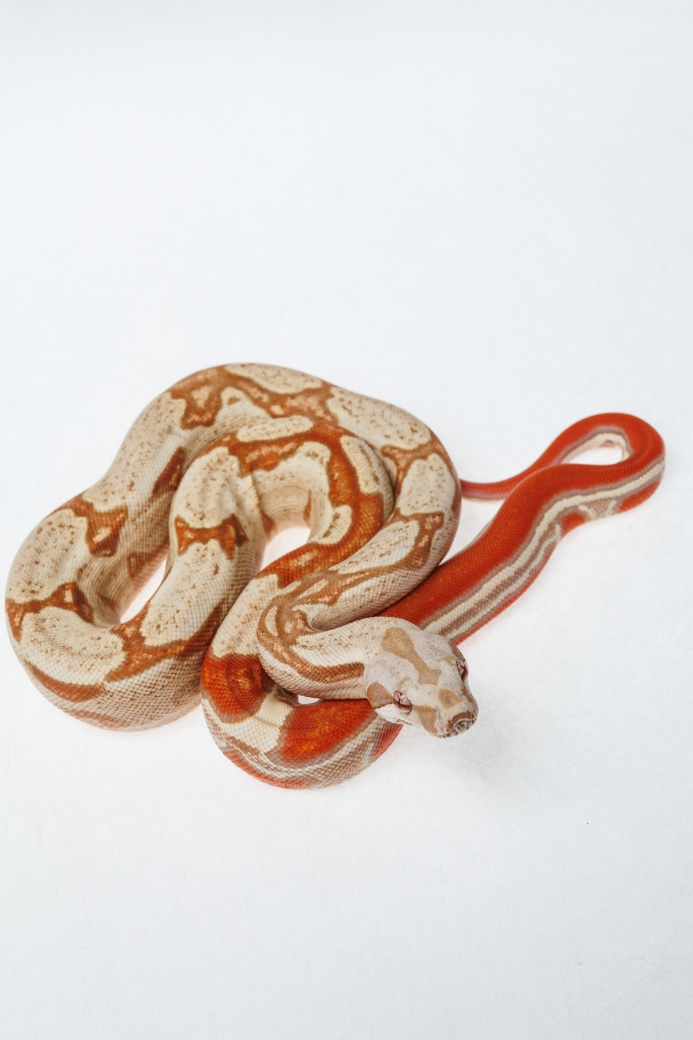 NFI Albino Jungle Boa Constrictor by Noah’s Boas - MorphMarket