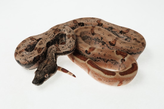 Hypo IMG 100% Het Moonglow Boa Constrictor by Noah’s Boas