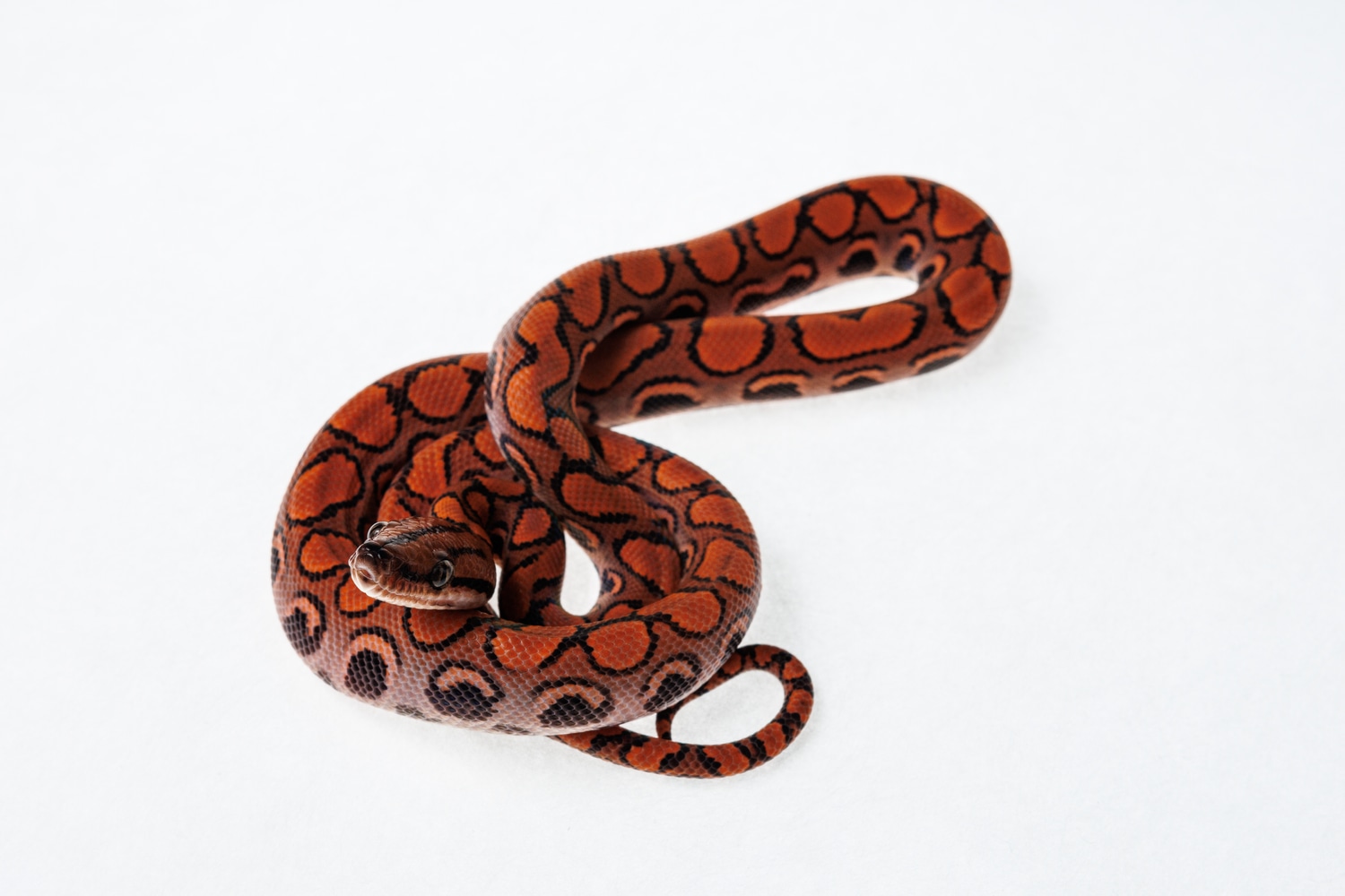 High Red Brazilian Rainbow Boa by Noah’s Boas - MorphMarket