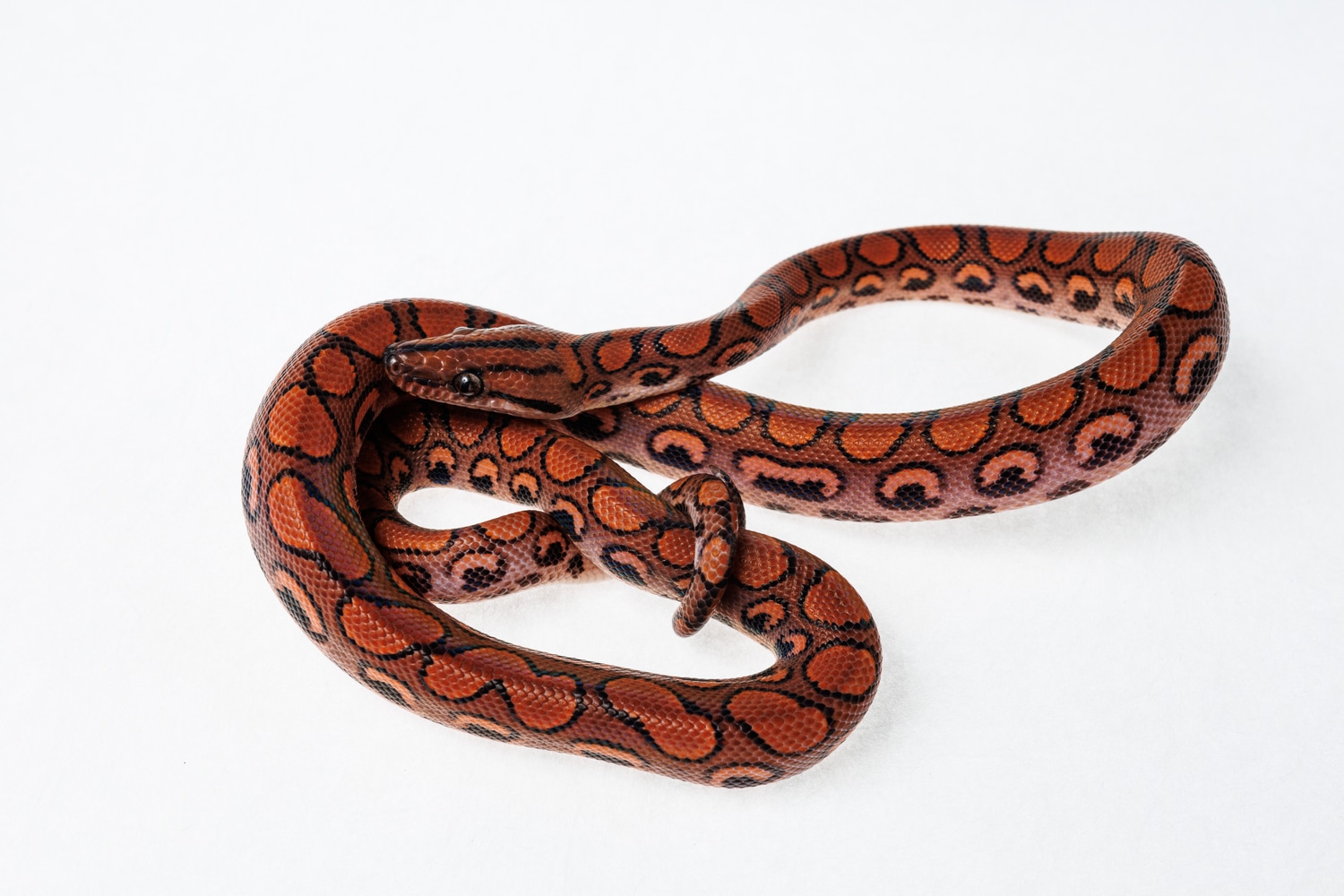 High Red Brazilian Rainbow Boa by Noah’s Boas - MorphMarket