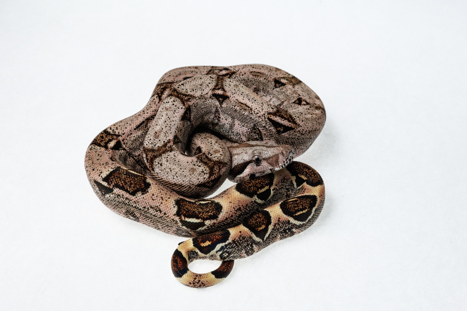 Lava Line Het Albino Kahl Boa Constrictor by Noah’s Boas - MorphMarket