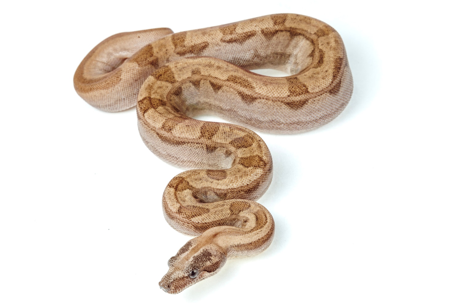 Ghost Motley RLT Het Moonglow Boa Constrictor by Noah’s Boas - MorphMarket