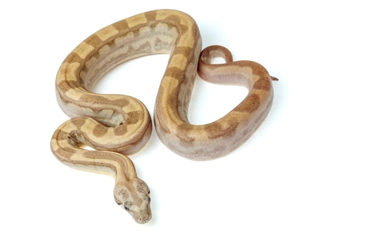 Ghost Motley RLT Het Moonglow Boa Constrictor by Noah’s Boas
