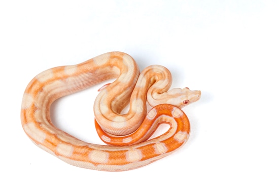 Albino Motley RLT 66% Het Blood Boa Constrictor by Noah’s Boas