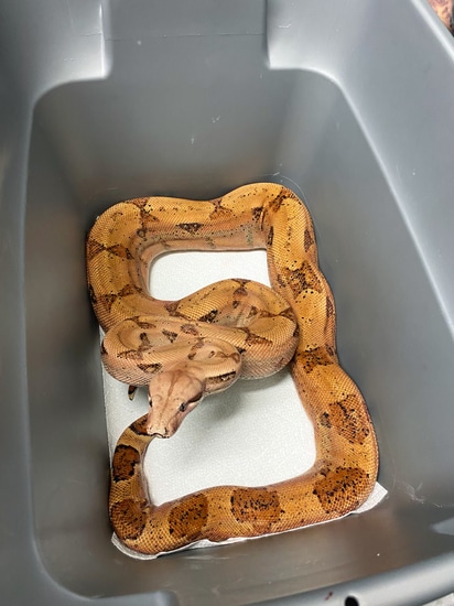 Hypo Het Albino Lava Line Boa Constrictor by Noah’s Boas