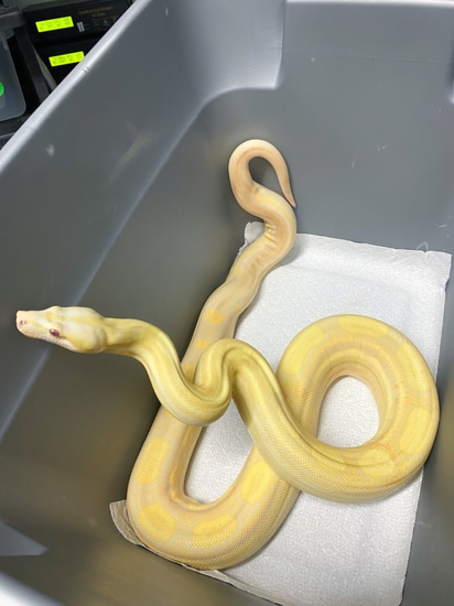 Albino Jungle Motley Kahl Boa Constrictor by Noah’s Boas
