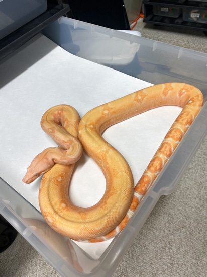 Coral Sunglow Groovy/Lava Boa Constrictor by Noah’s Boas
