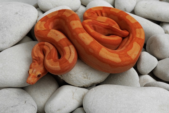 RLT Motley Sunglow Blood Boa Constrictor by Noah’s Boas