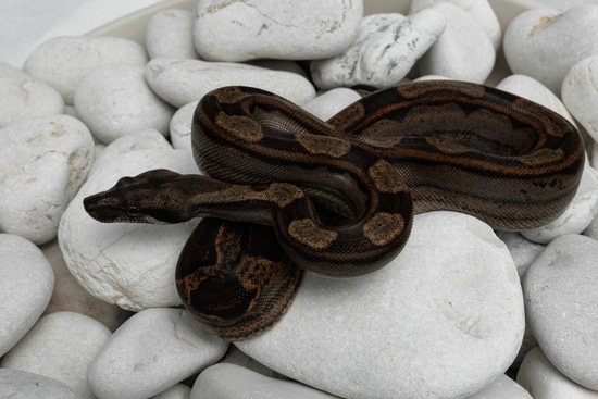 Motley Het Albino Poss Het Blood Boa Constrictor by Noah’s Boas