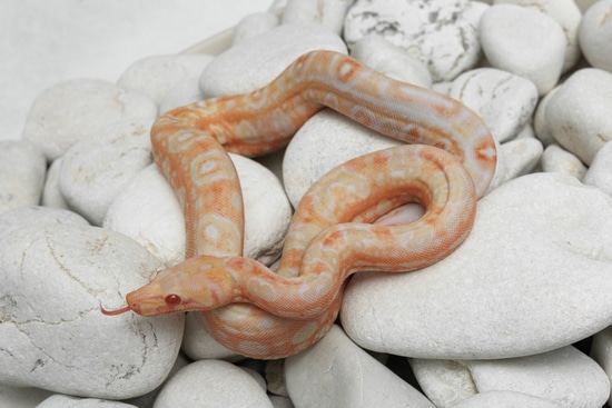 Albino Leopard Boa Constrictor by Noah’s Boas