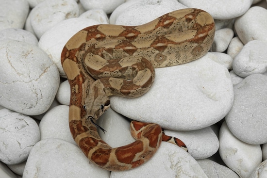 Hypo Het Moonglow Boa Constrictor by Noah’s Boas