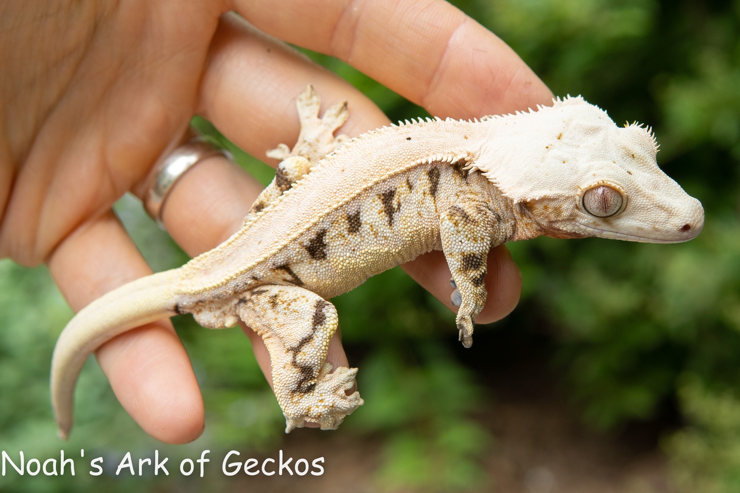 Proven RTB Male Lilly White Crested Gecko by Noah’s Ark of Geckos ...