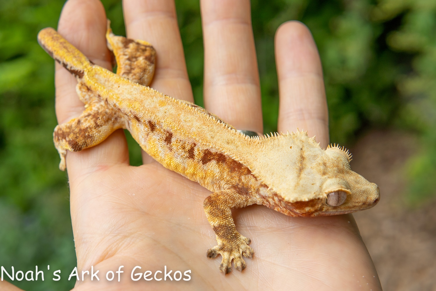Deep Red Male Lilly White Crested Gecko by Noah’s Ark of Geckos ...