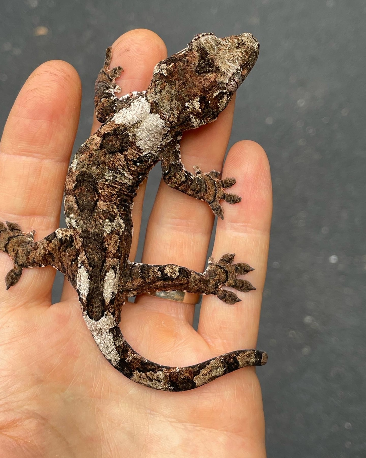 White Collar Female Chahoua Gecko by Noah’s Ark of Geckos - MorphMarket