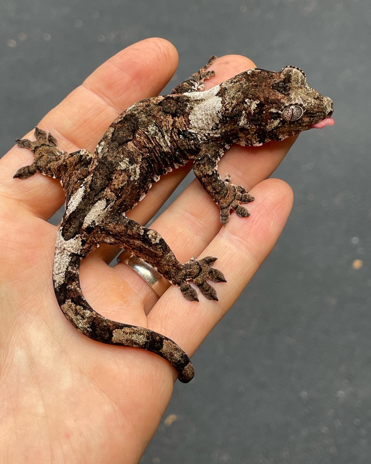 White Collar Female Chahoua Gecko by Noah’s Ark of Geckos - MorphMarket