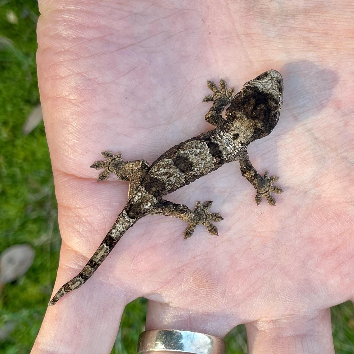 Pine Island *pet Only* Chahoua Gecko by Noah’s Ark of Geckos - MorphMarket