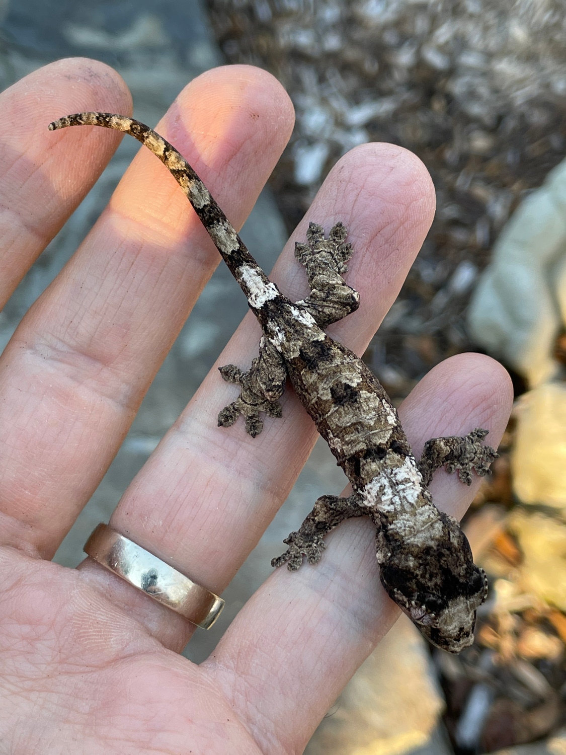 PI Chahoua Gecko by Noah’s Ark of Geckos - MorphMarket