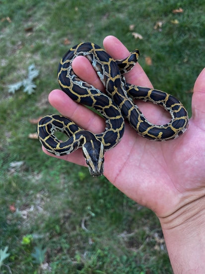 CB Classic Burmese Python by Noah’s Ark Reptiles